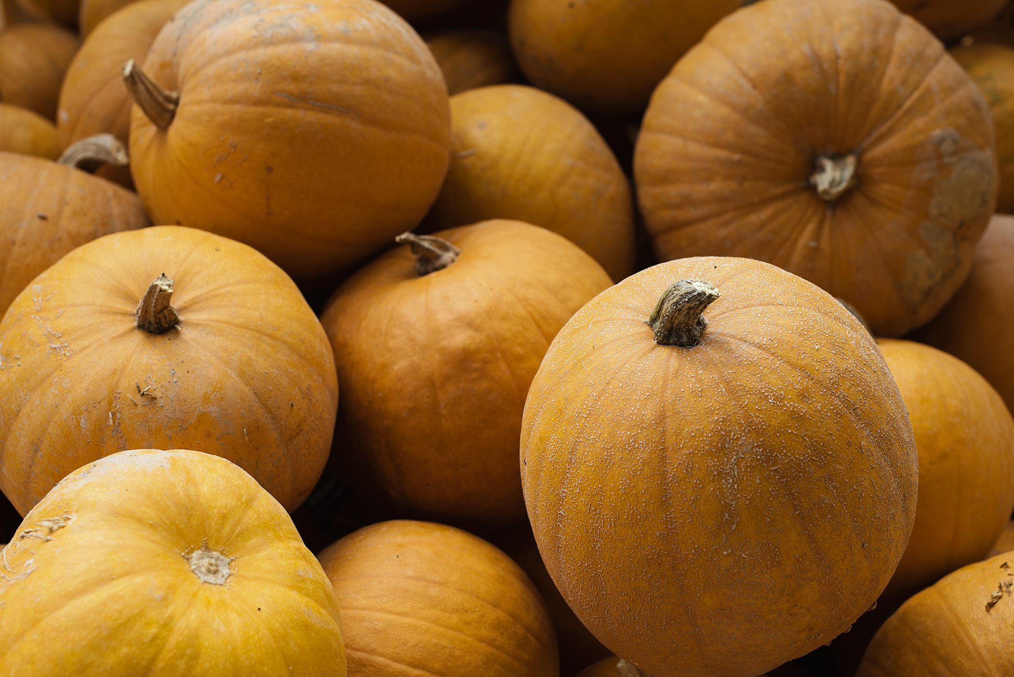 Al setembre carabasses | La Morana